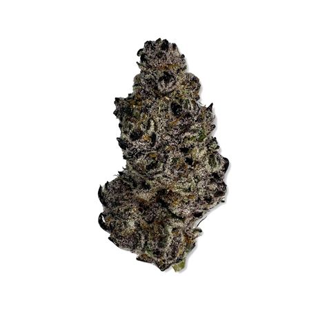 Candy Loops Fluid Indico