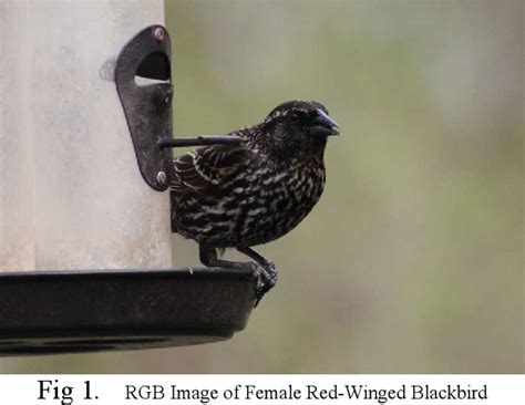 Figure 1 From Canny Edge Detection On Gpu Using Cuda Semantic Scholar