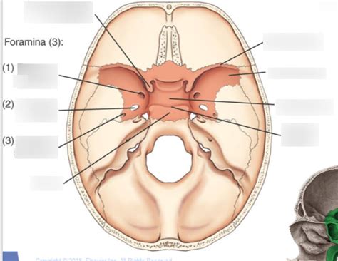 Superior View Sphenoid Bone Diagram Quizlet