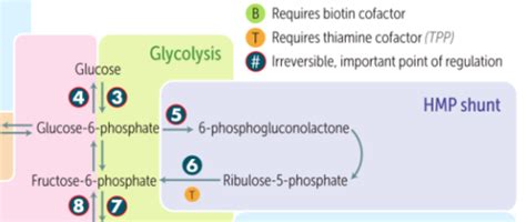 Pentose Phosphate Pathway Flashcards Quizlet