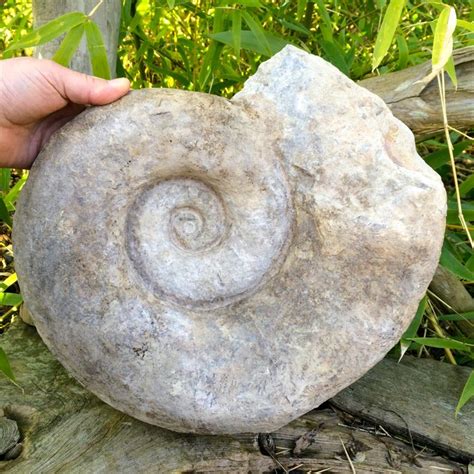 Fossil Cephalopod Ammonite 37 Cm Catawiki