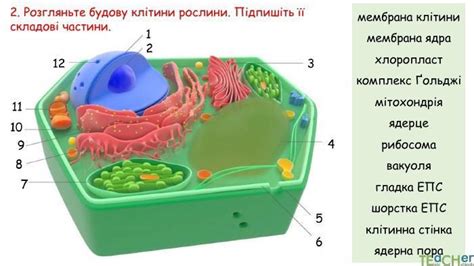 Будова клітини рослини підпишіть пронумеровані частини Школьные