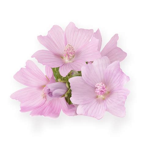 Laulea Puae Ohana Mahaalo（オハナ・マハロ）