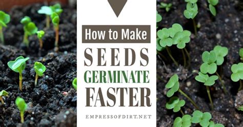 Tips For Speeding Up Seed Germination Empress Of Dirt
