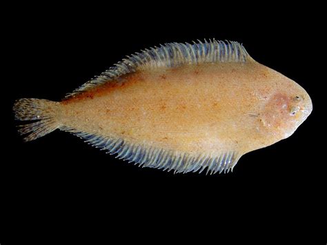 Artes De Pesca Pleuronectiformes