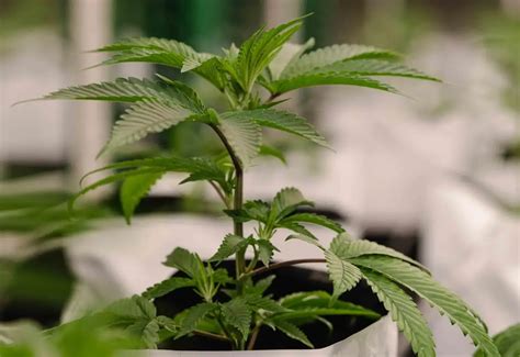 Dripz James Loud Genetics