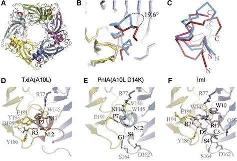 A Crystal Structure Of Ac Achbp In Complex With Txiaa10l The Model