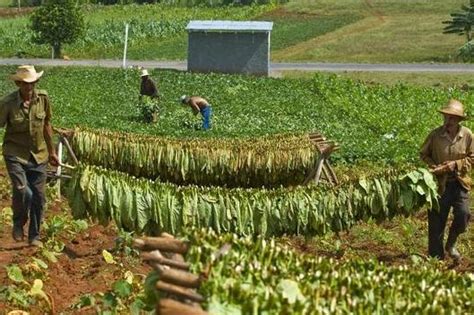 一个不用化肥一个不用机械你知道这是哪个国家的农村吗