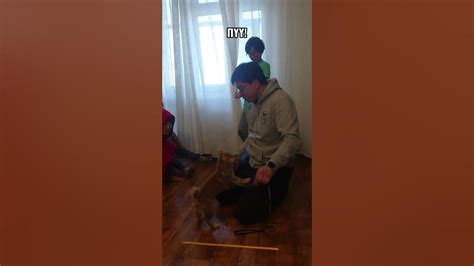Нохойны тоглоомы хэрхэн хадгалах вэ нохой гар хазвал яах вэ Youtube