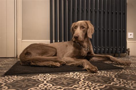 Braque De Weimar Poil Court Long Cercle Des Amateurs Du Braque De Weimar