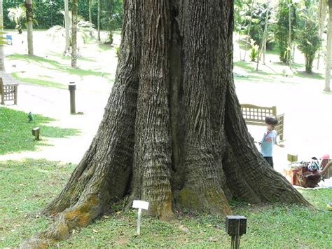 My Grdening Frenzy Fagraea Fragrans