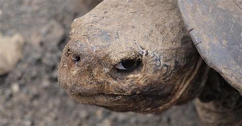 Angrysuspicious Turtle Imgur