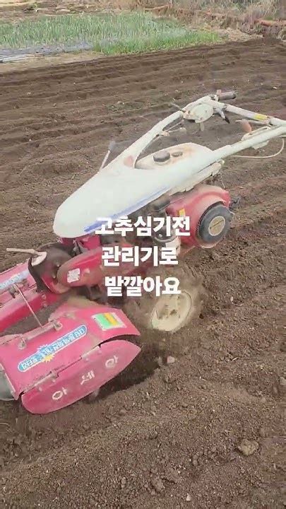 고추랑 가지 토마토 심기위해 밭깔아요 밭깔기 관리기 로타리 텃밭 귀농 농사노하우 고추심기 식탁위의텃밭 텃밭가꾸기 충성tv Youtube