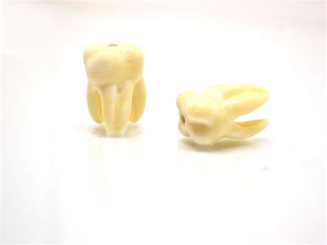 Glass Root Tooth Beads Molar Beads Dentist T Prank Teeth Etsy
