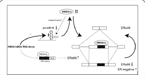 Predicted Feedback Model Of Hmga1a Rna Decoy Via Mir 16 Download