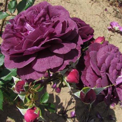 Rose Ebb Tide Uk At Mary Nugent Blog