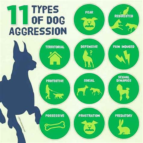 What Type Of Aggression Does My Dog Have