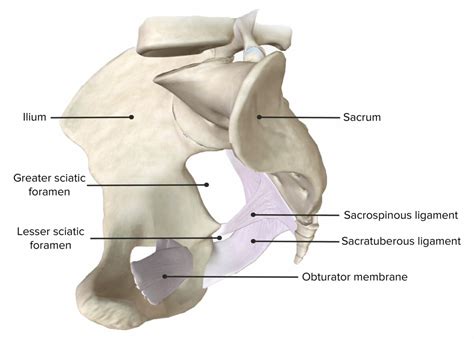 Pelvis Anatomy Labeled Diagram Concise Medical Knowledge
