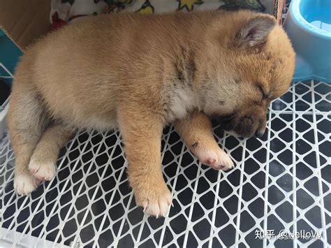 养柴犬的那些事 知乎