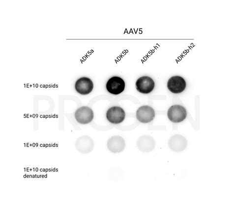 Anti Aav5 Human Chimeric Adk5b H1 1 Ml 50 µg Ml 692349