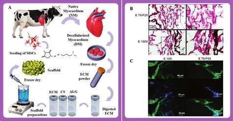 A Schematic Of Alg Ecm Cs Scaffold Manufacturing Process For Cardiac
