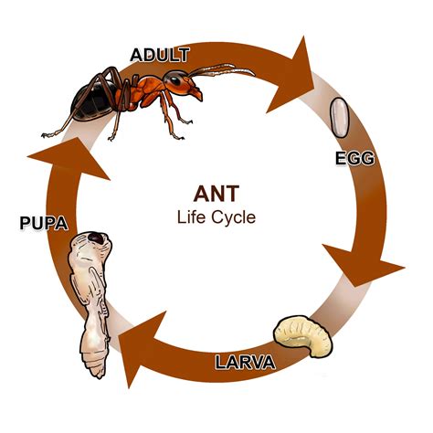 Ants Resources Products Mgk Insect Control Solutions