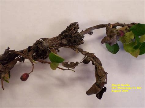 Leaf Crumpler Yard And Garden