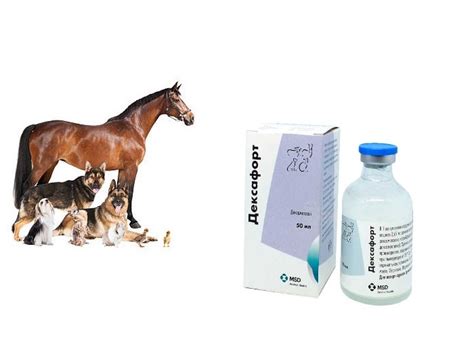 Buy Dexafort 50ml Injection In Russia Miradukes Magnificent Solutions