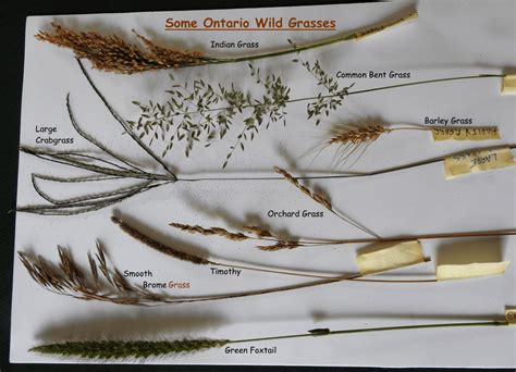 Some Ontario Wild Grasses Labeled Rontario