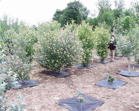 Genetically Modified Trees All Of These Genetically Modifi Flickr
