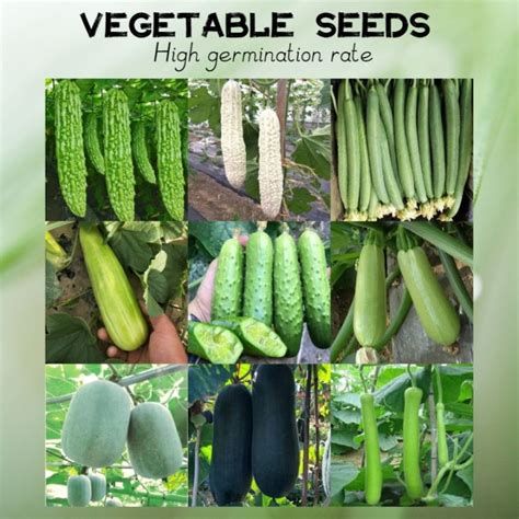 High Yield Vegetable Seeds For Planting F1 Hybrid Seeds Condor