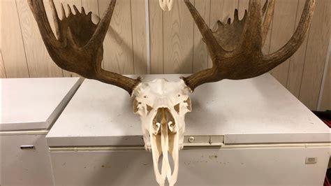 How To European Mount A Moose Part 3 The Whitening Process Youtube