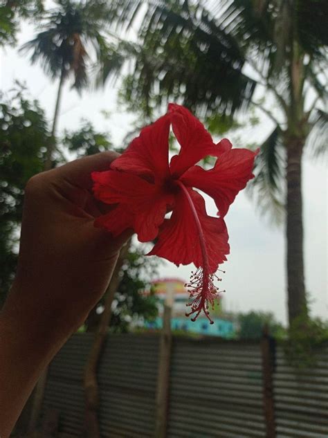 Pin By চন্দ্রবিন্দু On ফুল