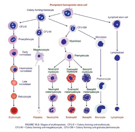 Stages Of Erythropoiesis Flowchart Chart Examples