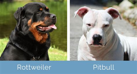 Who Is More Aggressive Pitbull Or Rottweiler