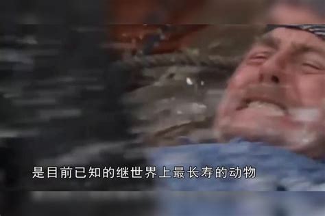 一般鲨鱼最多能活100岁，为什么格林兰睡鲨，能活上千岁却不死？