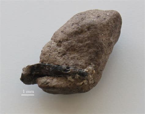 Coprolites The Fossil Forum