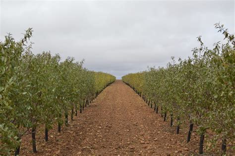 Laboreo Del Suelo Qué Es Técnicas Y Tipos De Labores