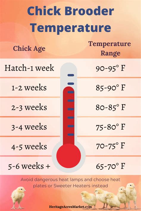 When Can Chicks Go Outside Raising Chickens Raising Backyard