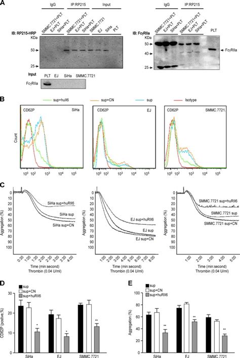 Cancer Cell Derived Immunoglobulin G Activates Platelets By Binding To Platelet Fcγriia Pmc