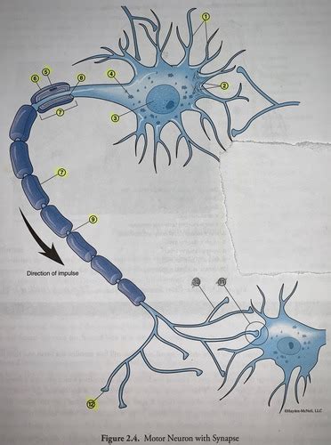 Motor Neuron Synapse