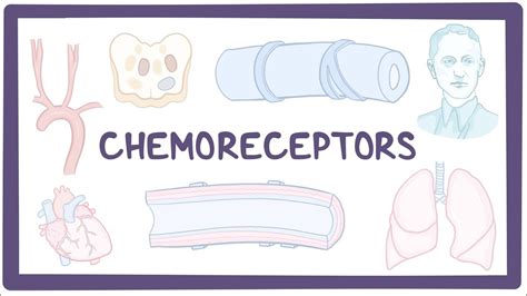 Chemoreceptors Definition Function And Role In Physiology Osmosis