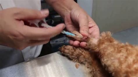A Young Poodle Has A Lick Granuloma Treatment Youtube