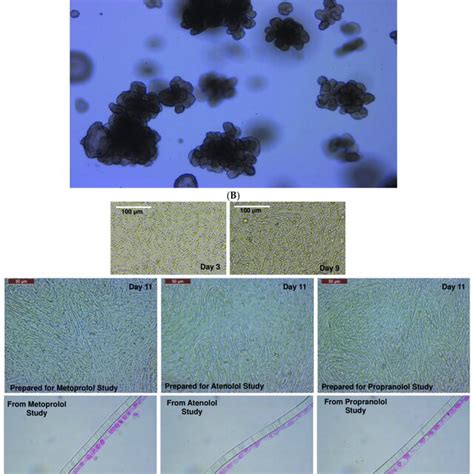 Expression Of Tight And Adherens Junction Proteins Intestinal