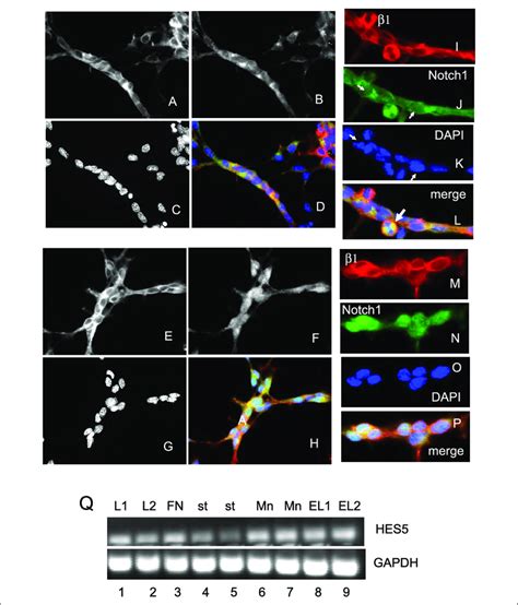 1 Integrin Activation In Es Cell Derived Nsc Leads To Movement Of Nicd