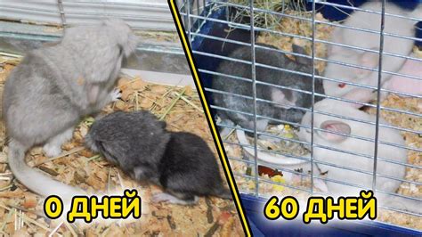Шиншиллы от рождения до 2 х месяцев Как растут шиншиллы Youtube