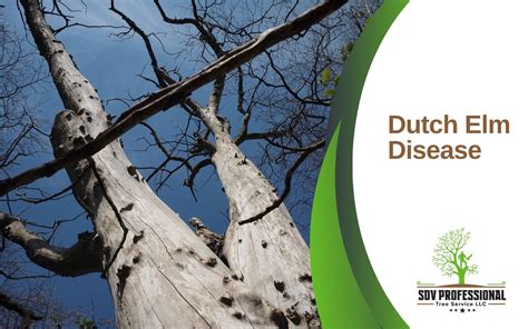 Symptoms Dutch Elm Disease Discover The Signs And Treatment