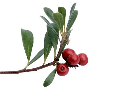 Extractos De Uva Ursi Proyar