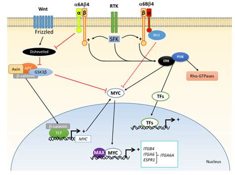 Integrin α6β4 In Colorectal Cancer Expression Regulation Functional