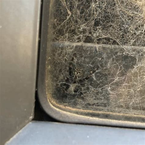 Nsw Beautiful Badumna Insignis Black House Spider R